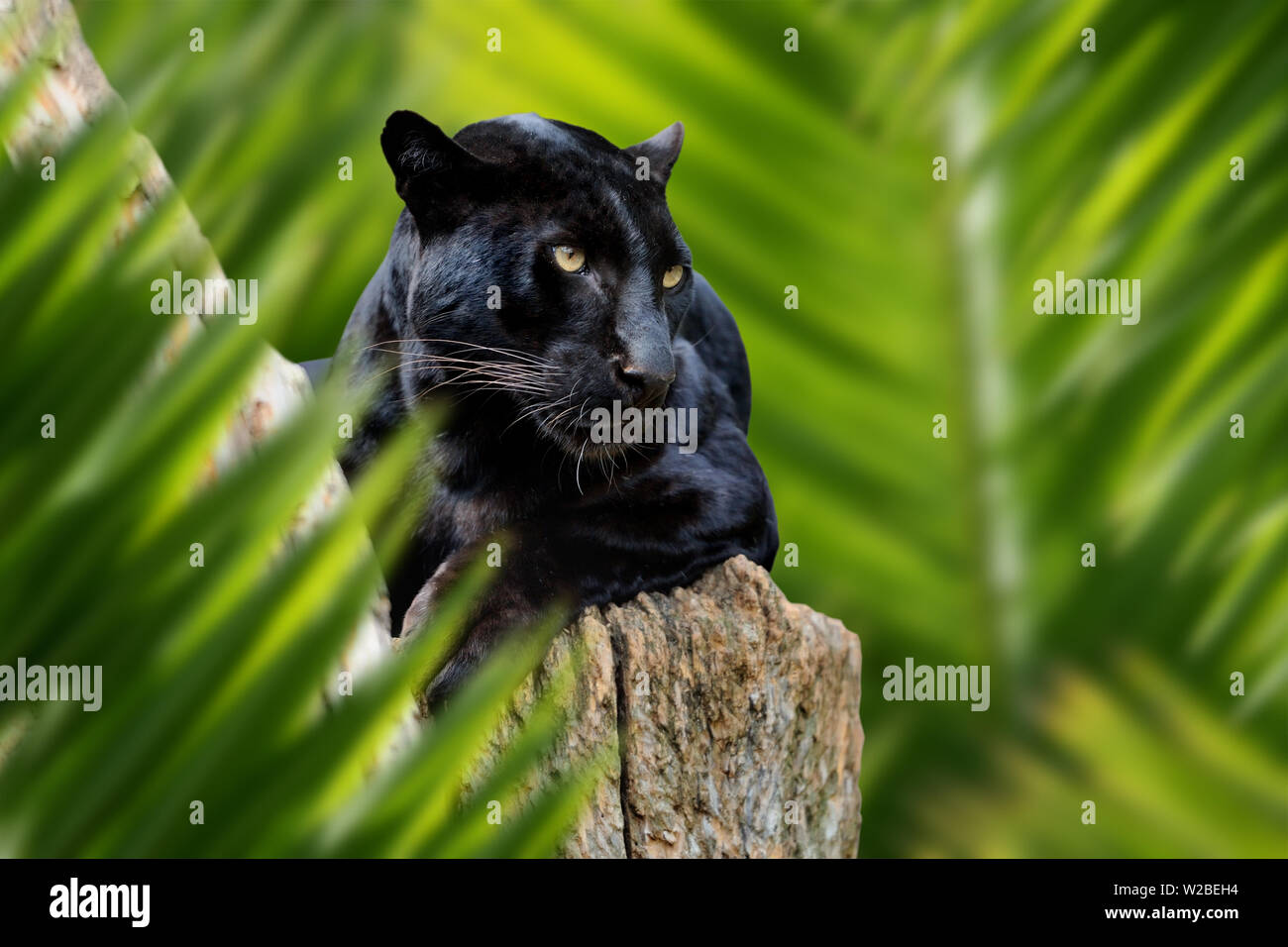 Close up leopard portrait in jungle with leaf Stock Photo - Alamy