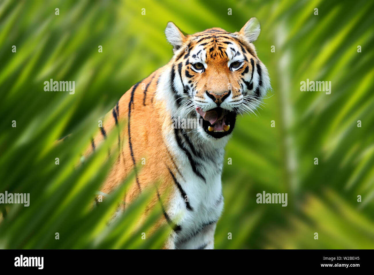 Close up tiger hi-res stock photography and images - Alamy
