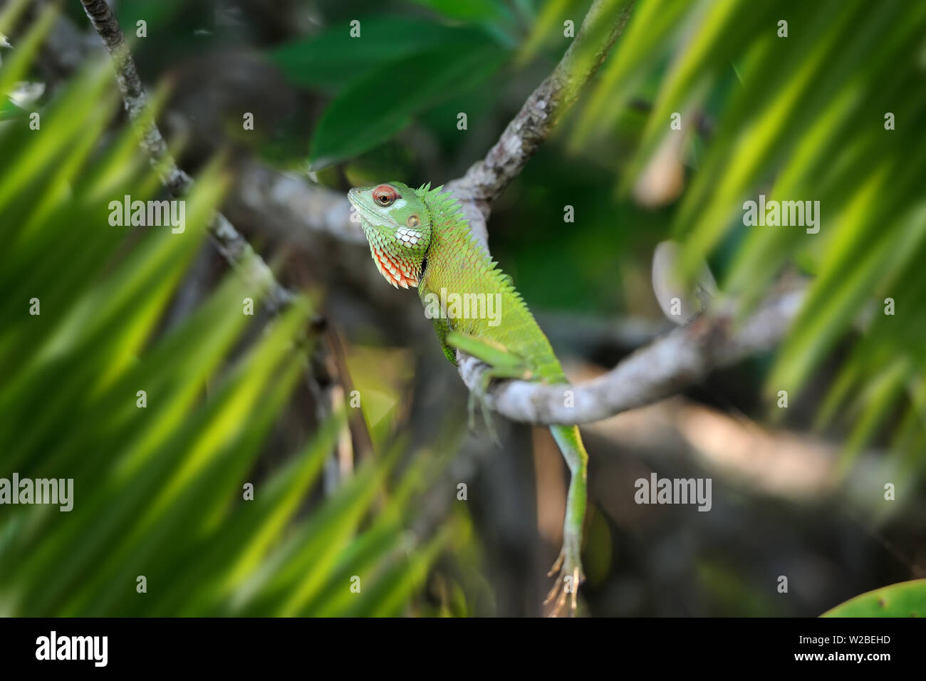 Close up lizard portrait in jungle with leaf Stock Photo - Alamy