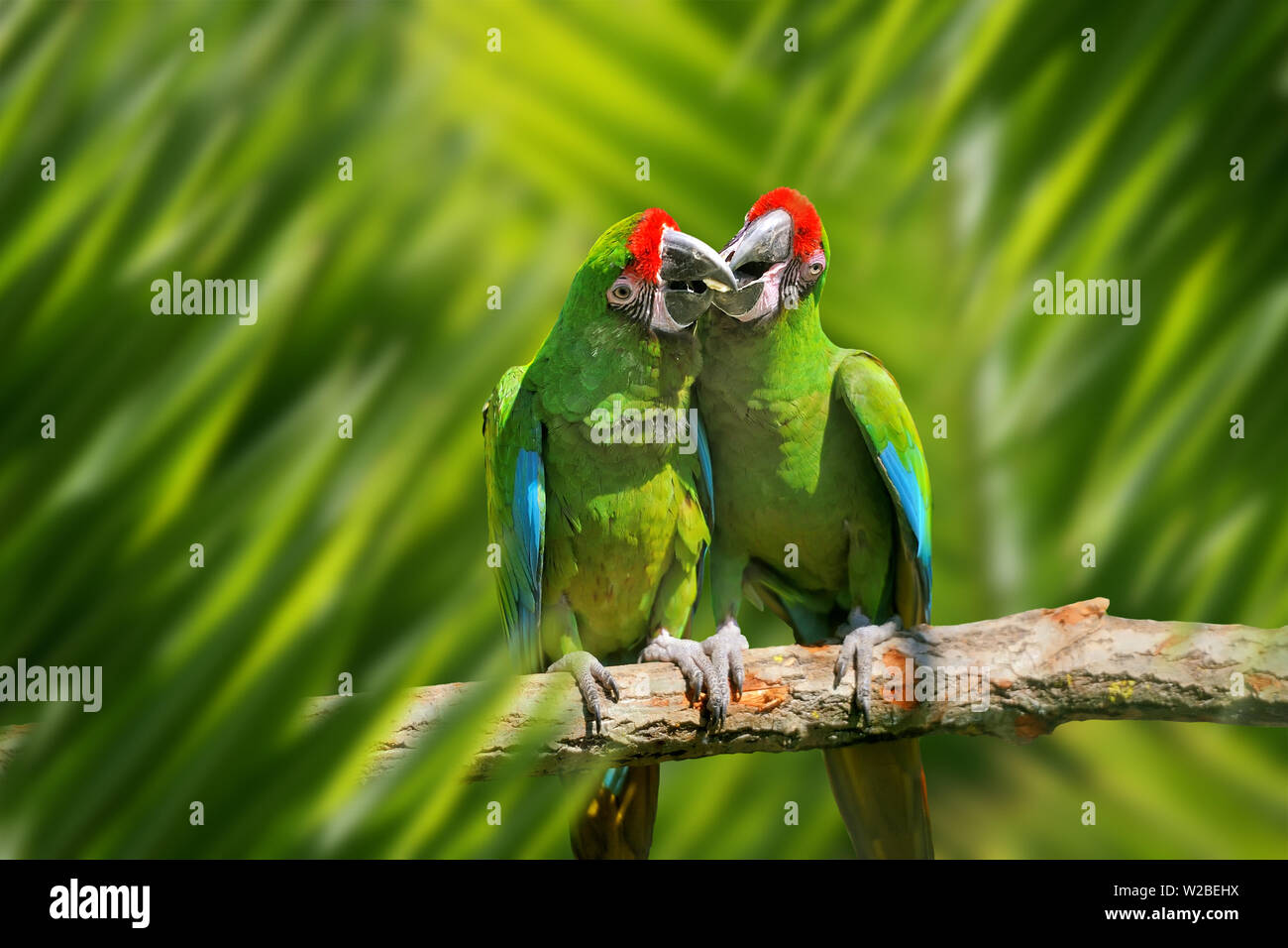 Parrot In Jungle High Resolution Stock Photography and Images - Alamy