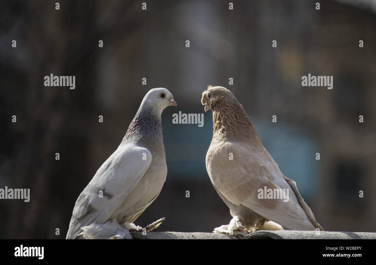 two pigeons look at each other, love concept. Pigeon's conversation ...