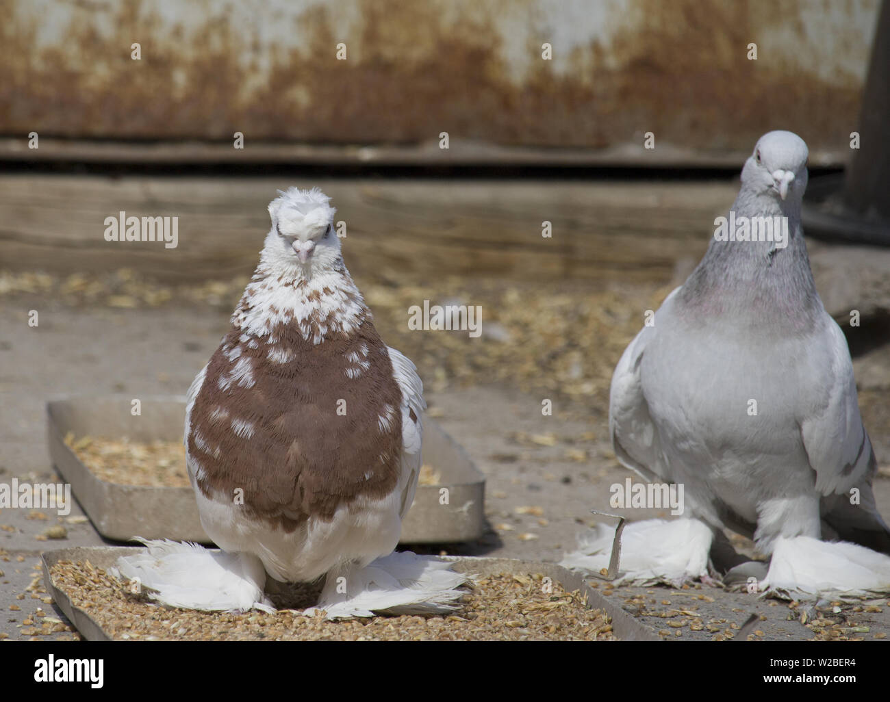 Flock of fluffy pigeons resting on the ground Stock Photo - Alamy