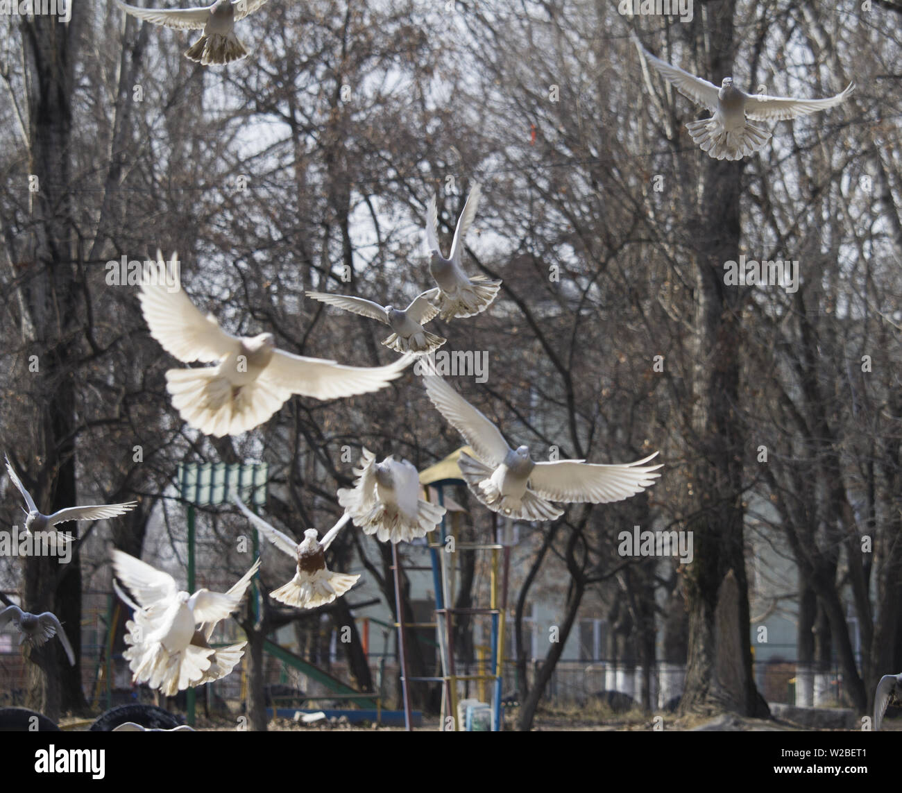 Pigeon flying above hi-res stock photography and images - Alamy