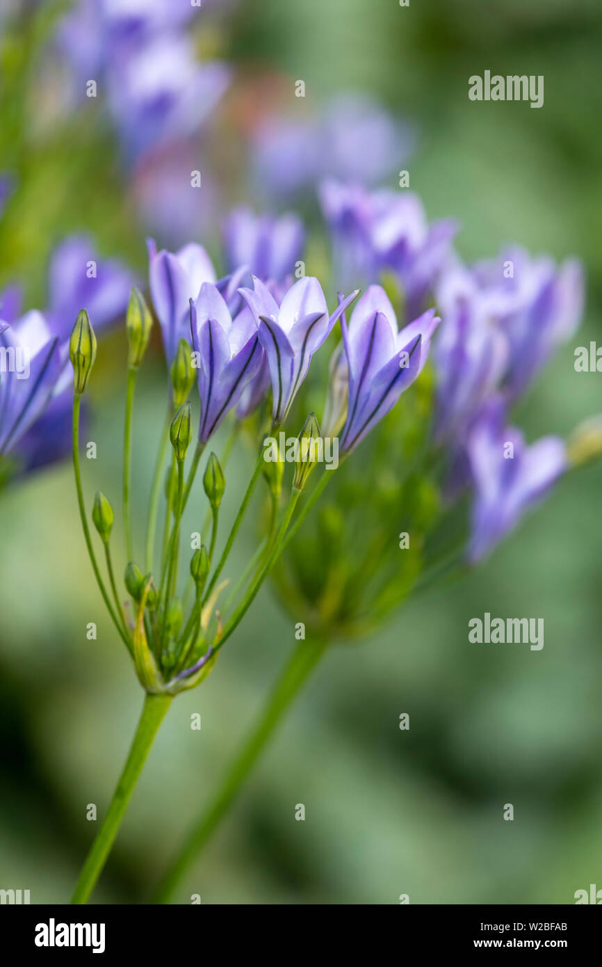 Dwarf Agapanthus plants in full bloom Stock Photo - Alamy