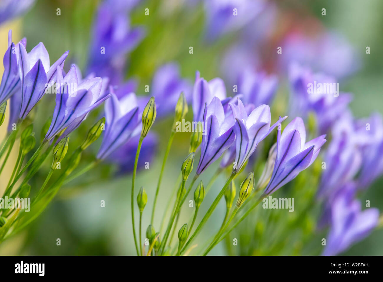 Agapanthus plants hi-res stock photography and images - Alamy