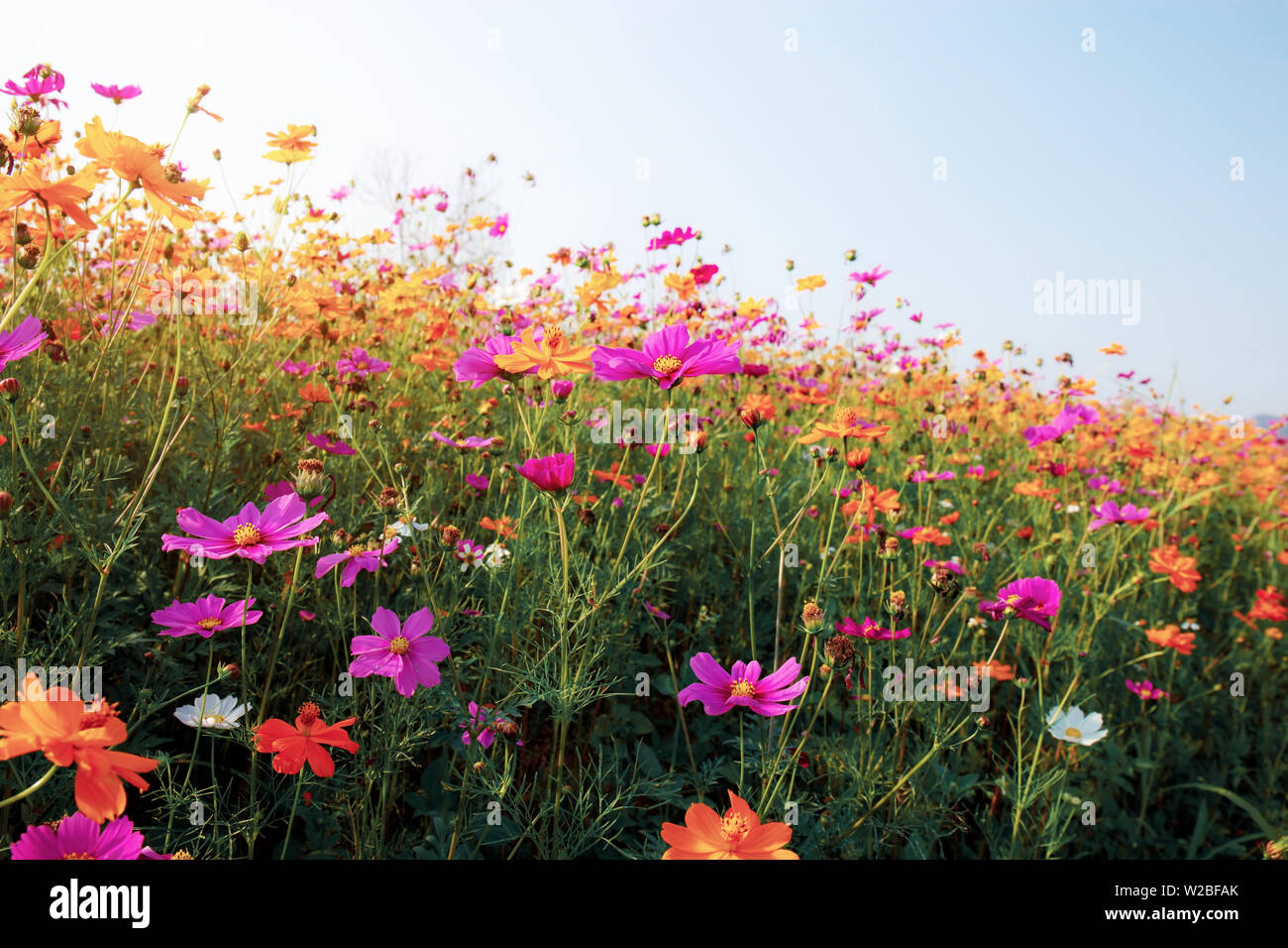 Cosmos with beautiful in field at sunlight Stock Photo - Alamy