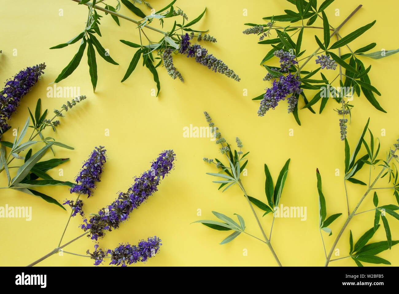 Blossom wild flowers on yellow background, floral theme Stock Photo - Alamy