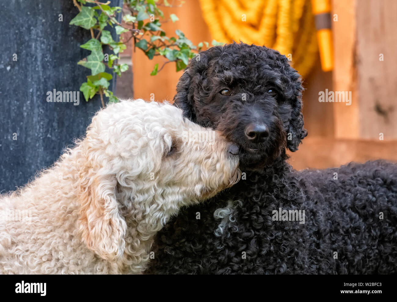 A beige coloured Labradoodle og nuzzling a slightly larger black ...