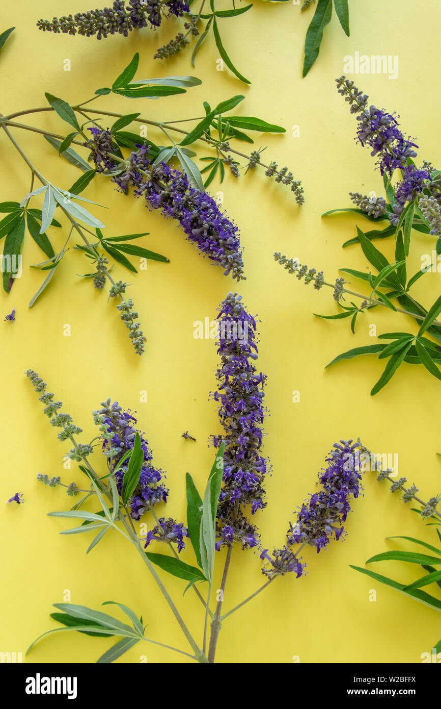 Blossom wild flowers on yellow background, floral theme Stock Photo - Alamy