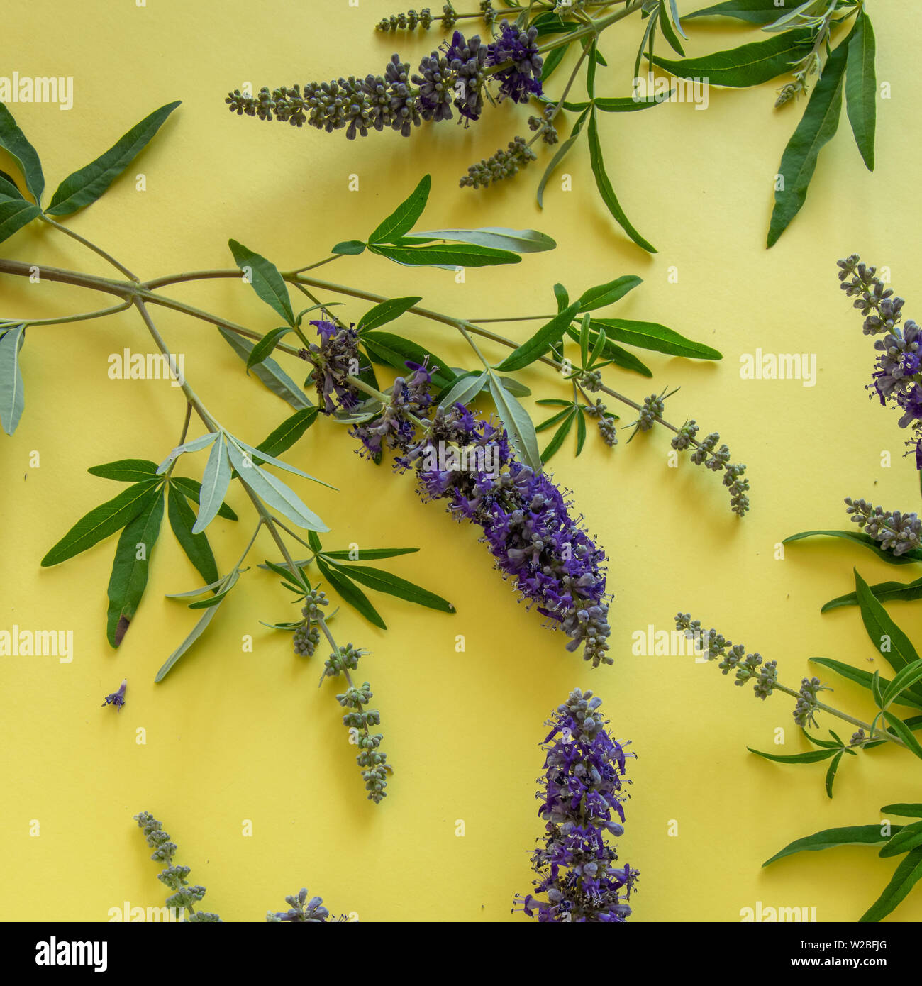 Blossom wild flowers on yellow background, floral theme Stock Photo - Alamy