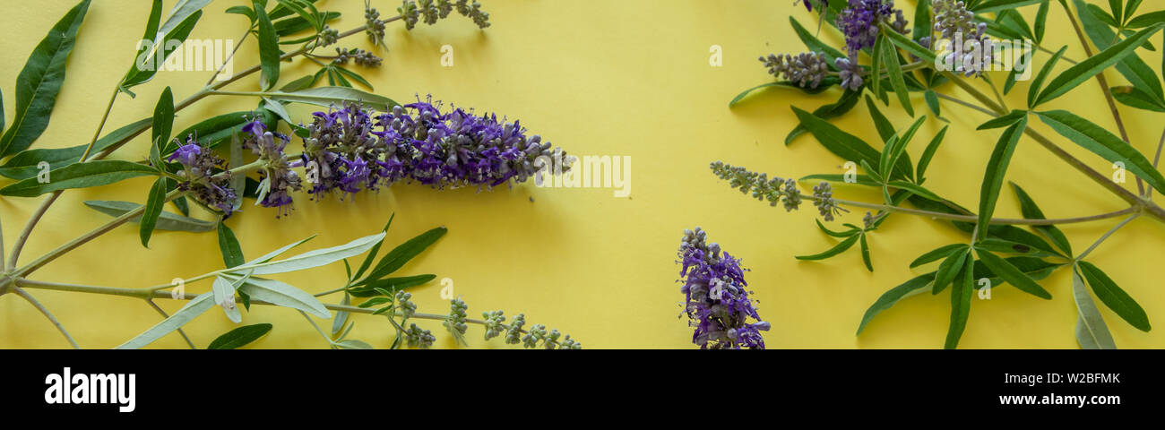 Blossom wild flowers on yellow background, floral theme Stock Photo - Alamy