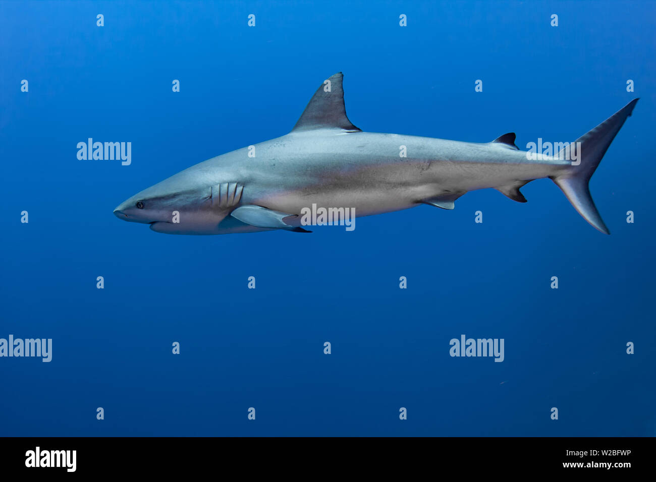 Caribbean Reef Sharks on the prowl for a meal in the Turks and Caicos ...