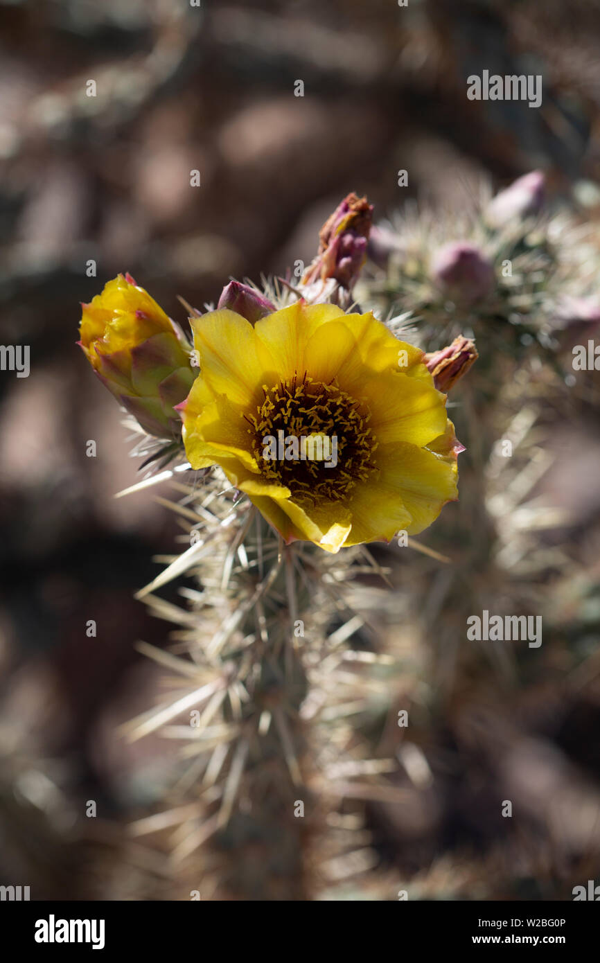 Silver cholla cactus hi-res stock photography and images - Alamy