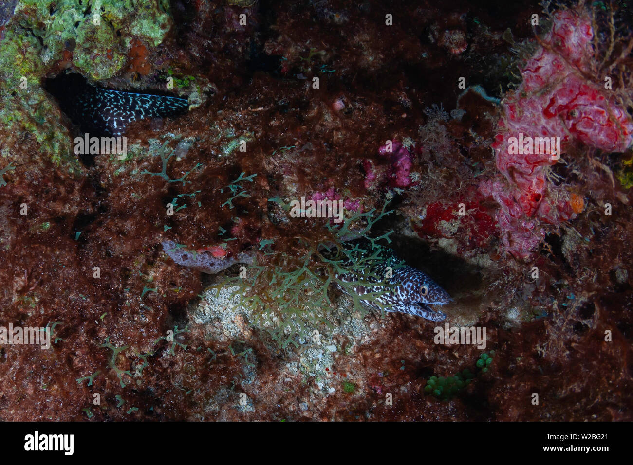Beautiful coral reefs hi-res stock photography and images - Alamy