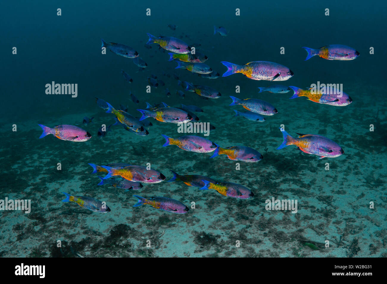 Schools of colorful Creole Wrasse are abundant in the beautiful blue ...