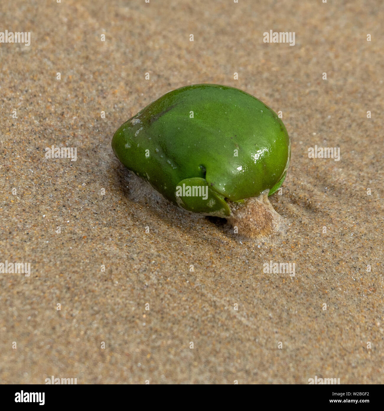 Mangrove seed hi-res stock photography and images - Alamy