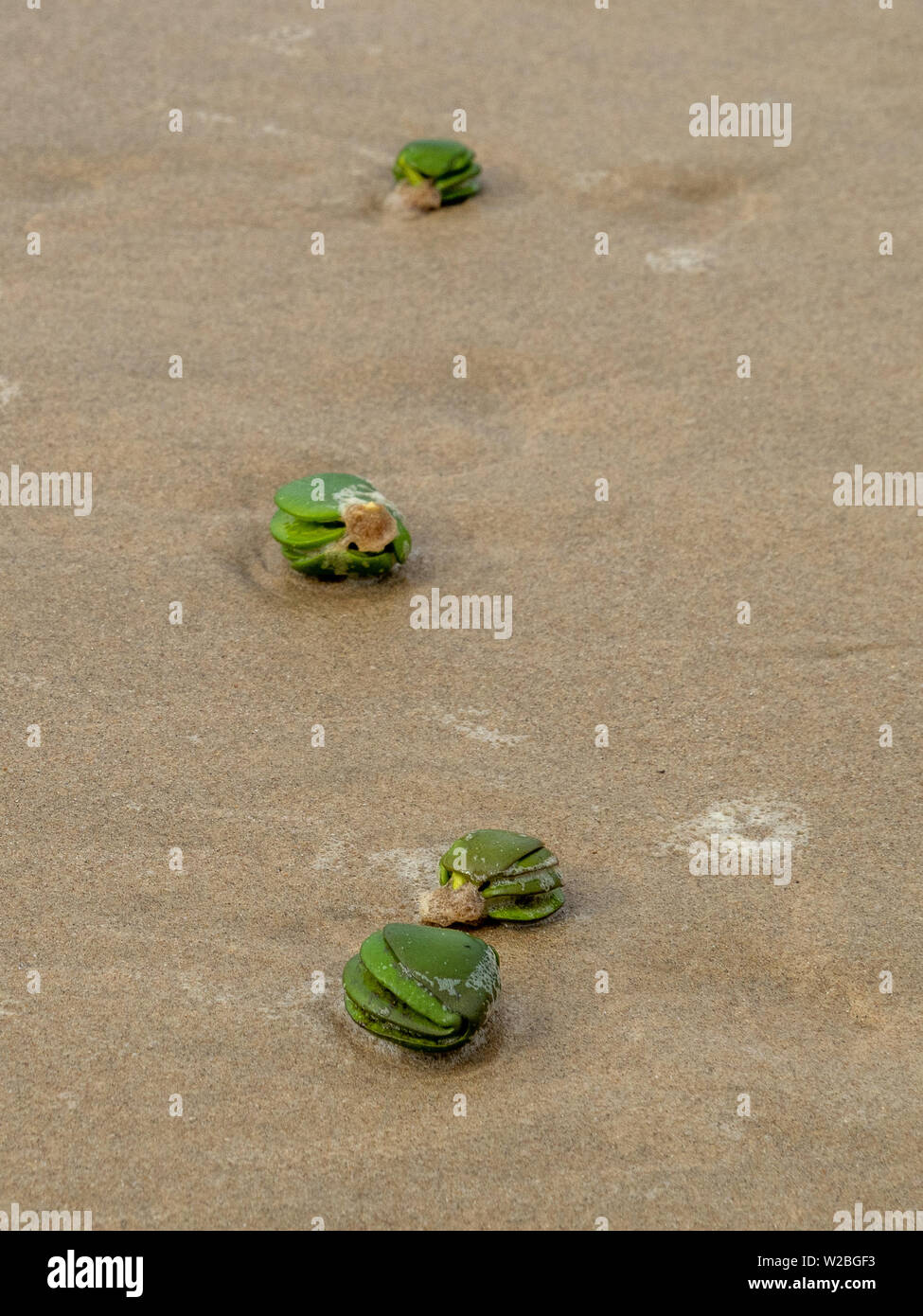 Mangrove Seeds High Resolution Stock Photography and Images - Alamy