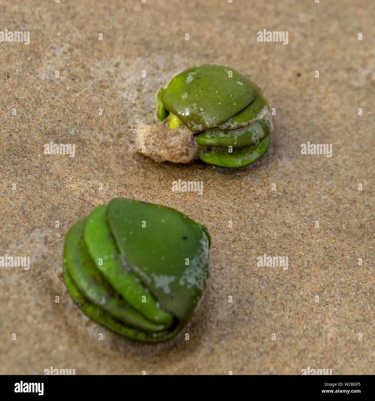 Mangrove Seeds High Resolution Stock Photography and Images - Alamy