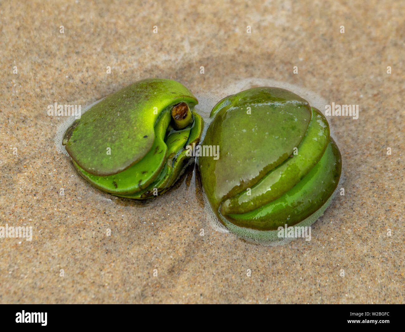Mangrove Seeds High Resolution Stock Photography and Images - Alamy