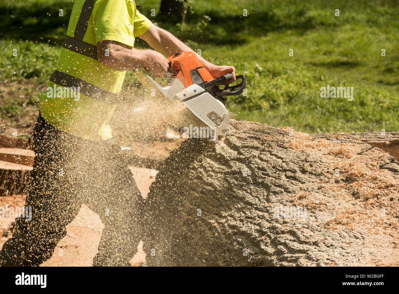 A man in full PPE using a chainsaw to cutting up a tree trunk Stock ...
