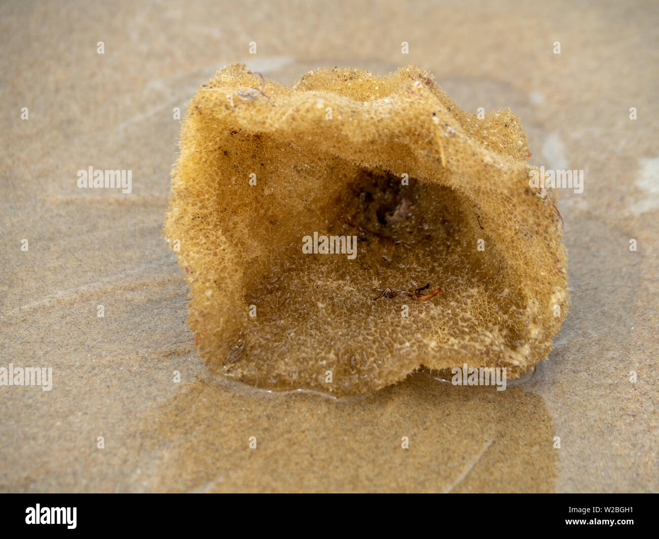 Sea Sponge High Resolution Stock Photography and Images - Alamy