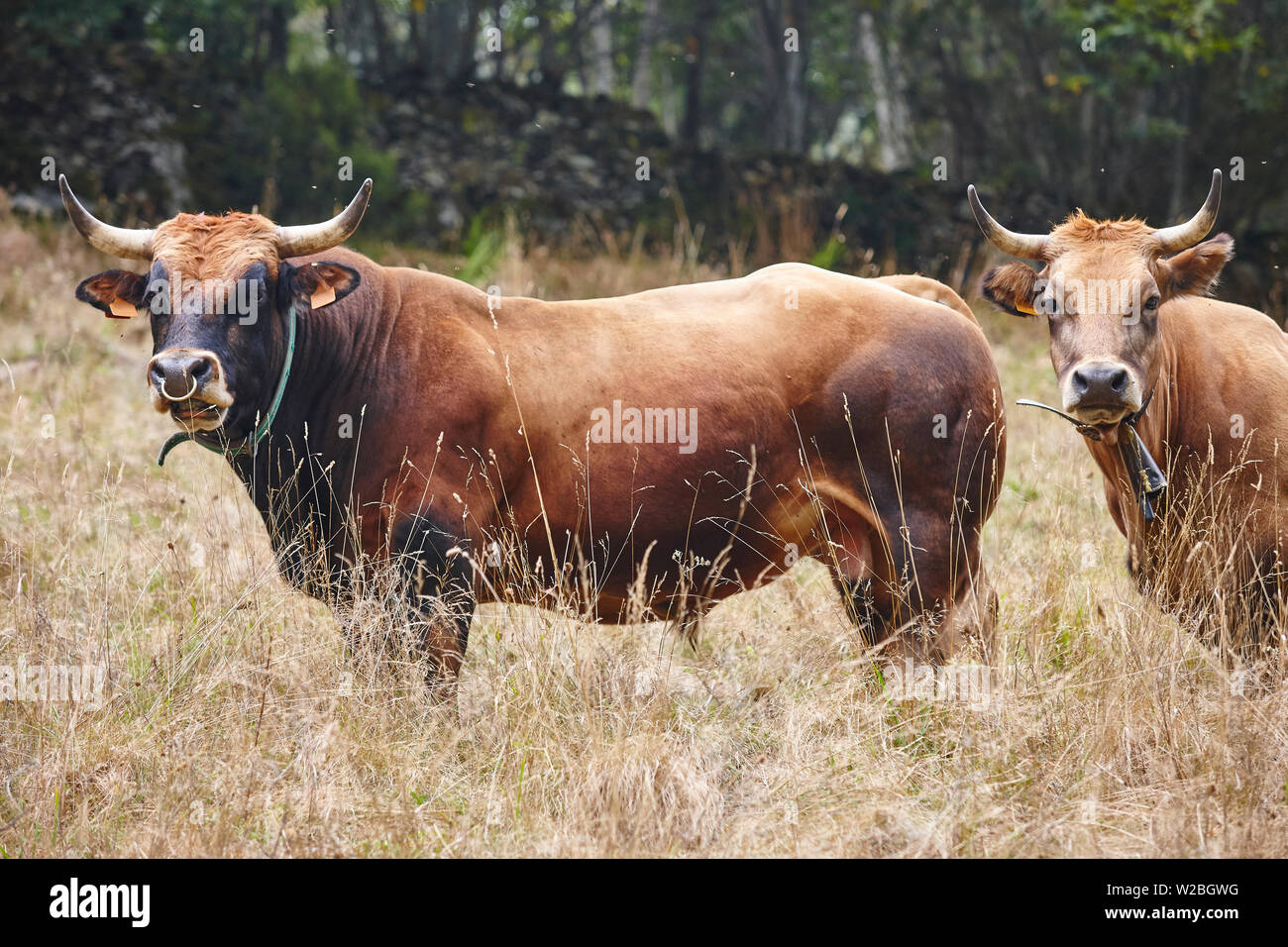 Bull and cow in the countryside. Cattle, livestock. Mammal Stock Photo ...