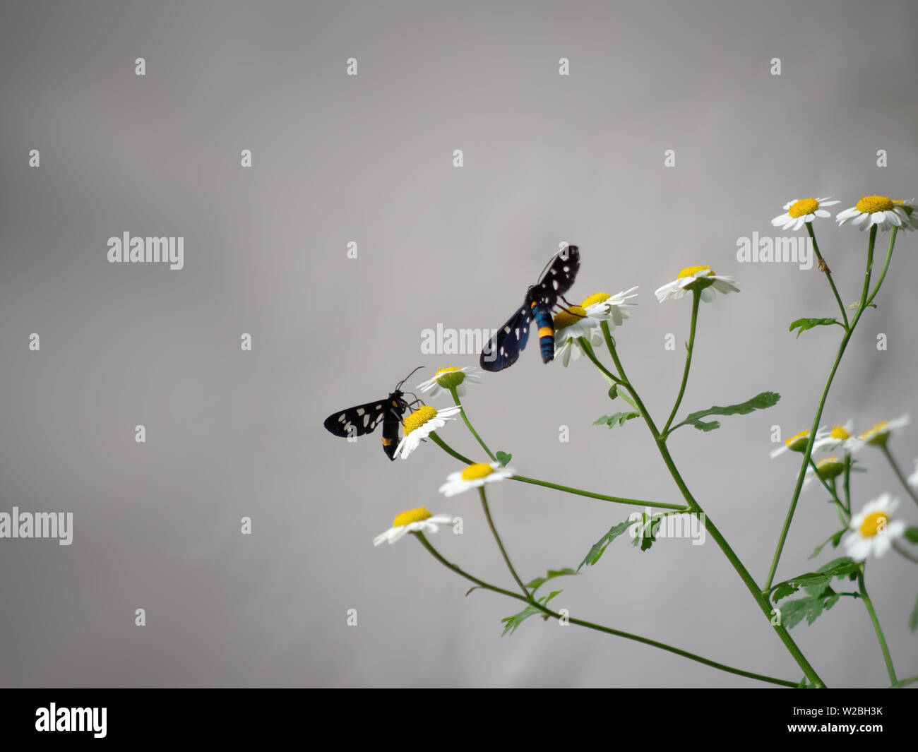 Yellow belted burnet moths on wild daisy flowers. Amata phegea formerly ...