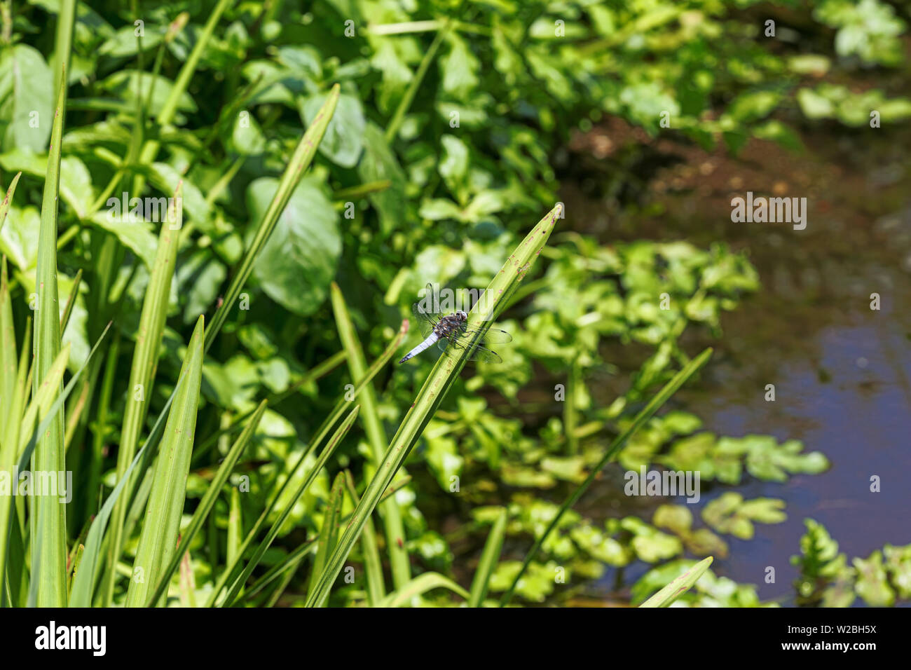 Male black-tailed skimmer sitting on a blade of grass in the Plateaux ...