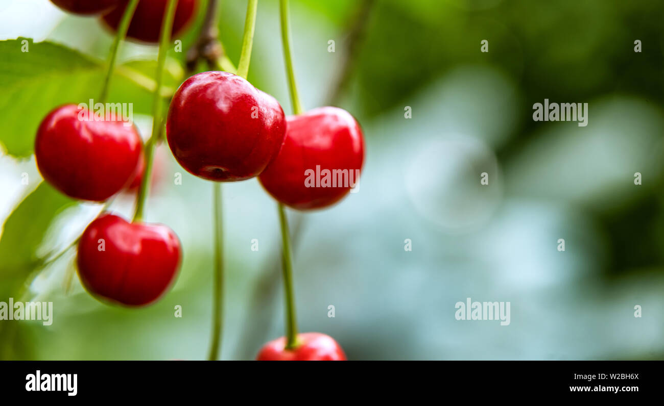 Bunch of ripe dark red cherries surrounded by green leaves. Fresh raw ...