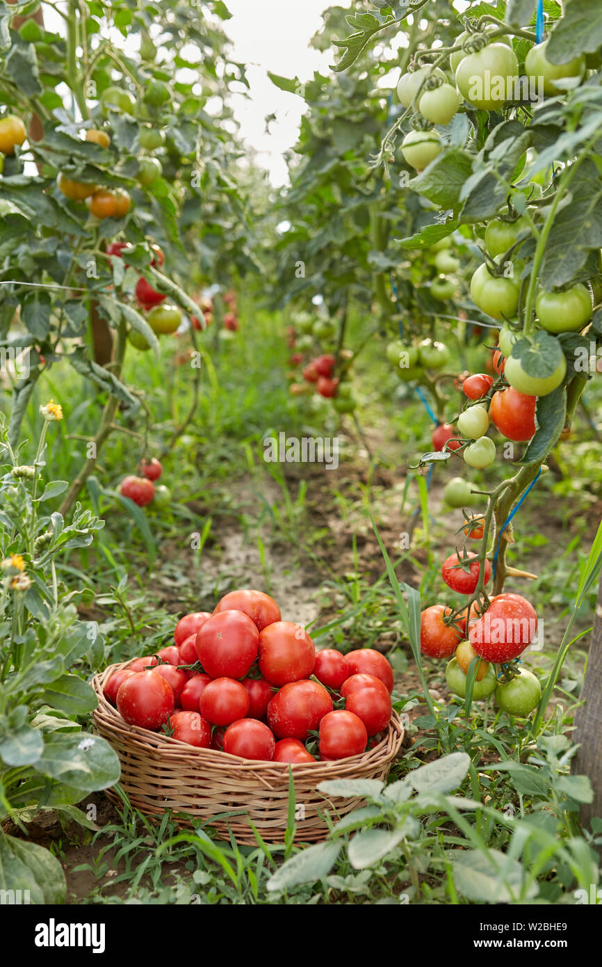 Freshly picked tomatoes in a basket in the greenhouse Stock Photo - Alamy