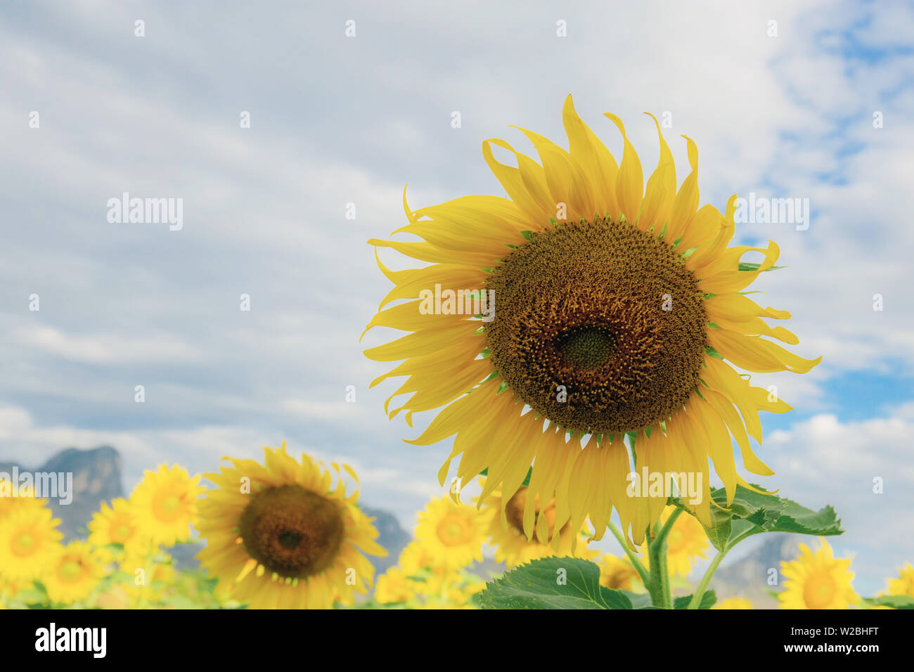 Sunflower in nature with the sky background Stock Photo - Alamy