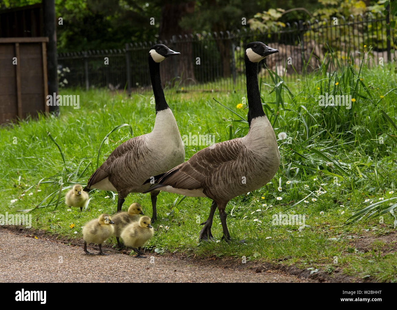 Canadian Geese parents taking their goslings for a forage in the grass ...