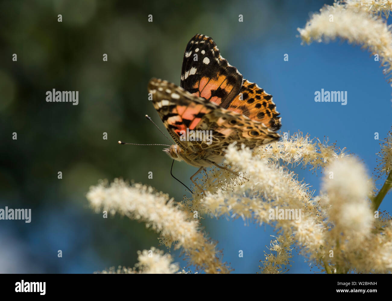 Underside Of A Painted Lady Butterfly High Resolution Stock Photography ...
