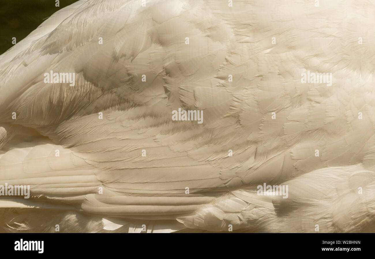 Close up swan texture hi-res stock photography and images - Alamy