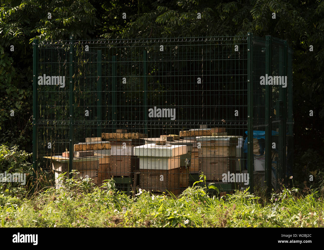 An urban Apiary, surrounded by fencing to keep out anyone looking to ...