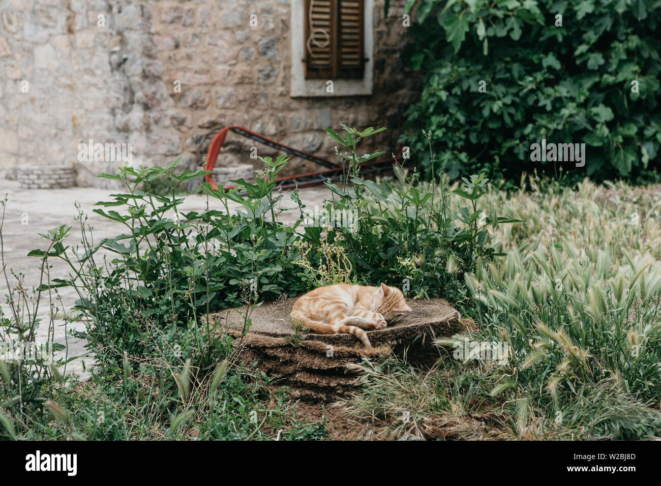 Homeless red-haired cat or kitten sleeping on the street Stock Photo ...