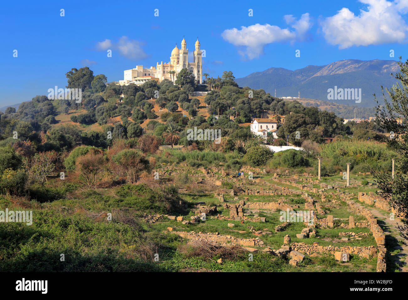 Hippo regius hi-res stock photography and images - Alamy