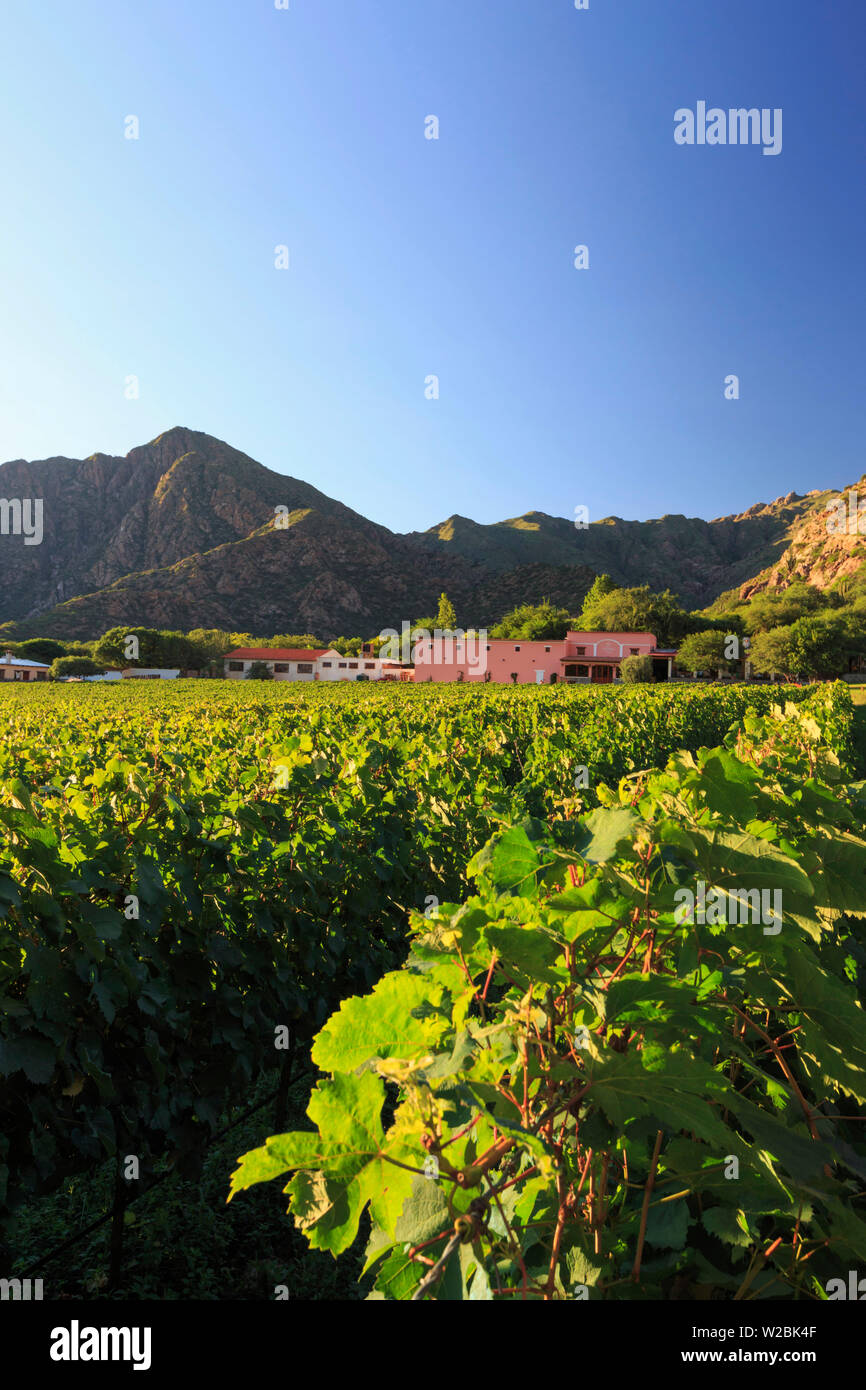 Argentina, Salta, Cafayate, Torrontes Grape Wineries at Finca de Las ...