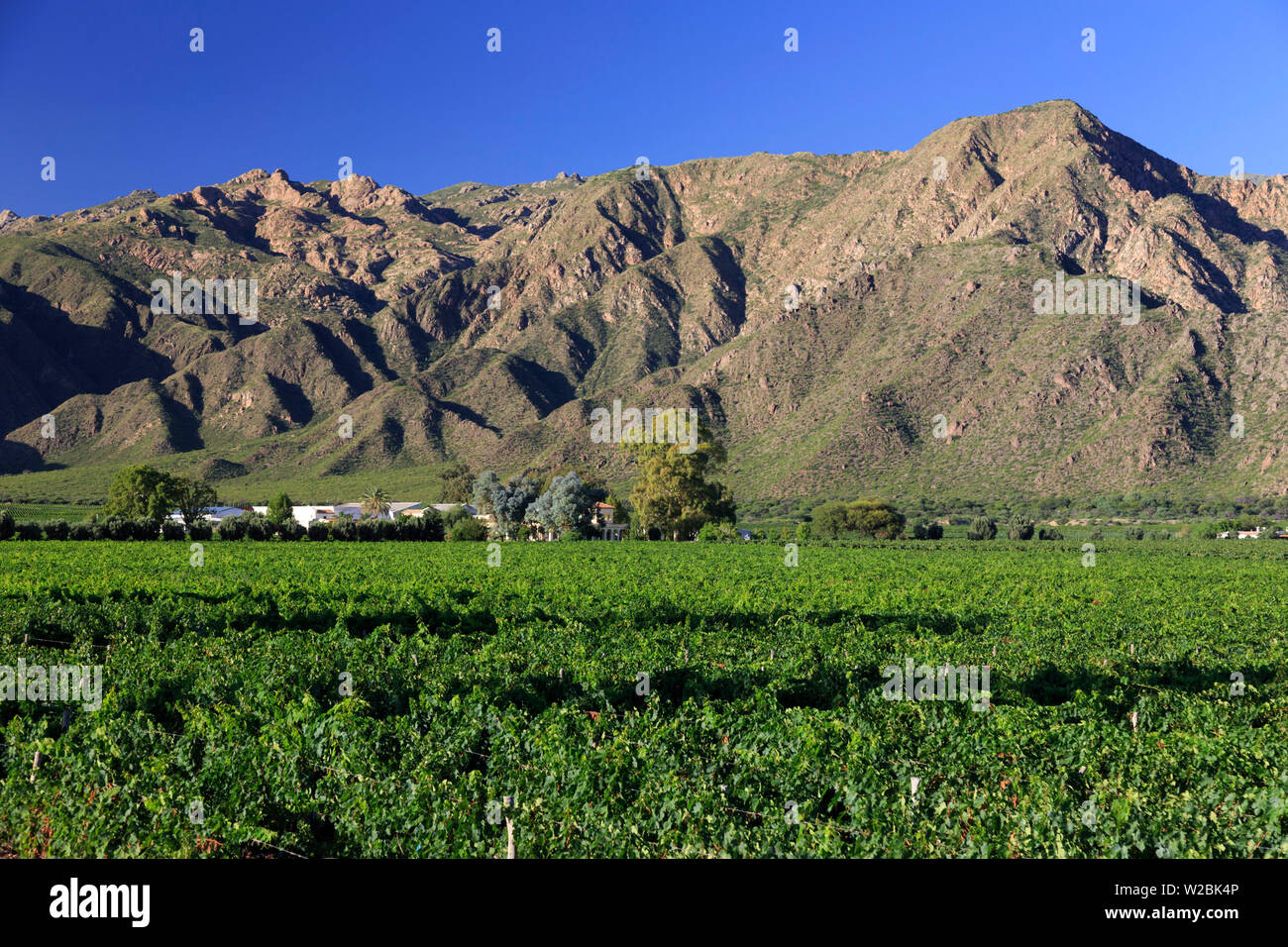 Torrontes and argentina hi-res stock photography and images - Alamy