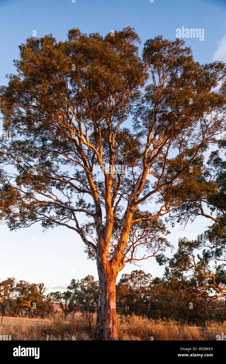 Australia, South Australia, Barossa Valley, Rowland Flat, gum trees at ...