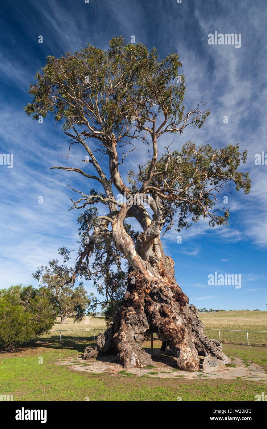 Australia, South Australia, Barossa Valley, Springton, The Herbig Tree ...