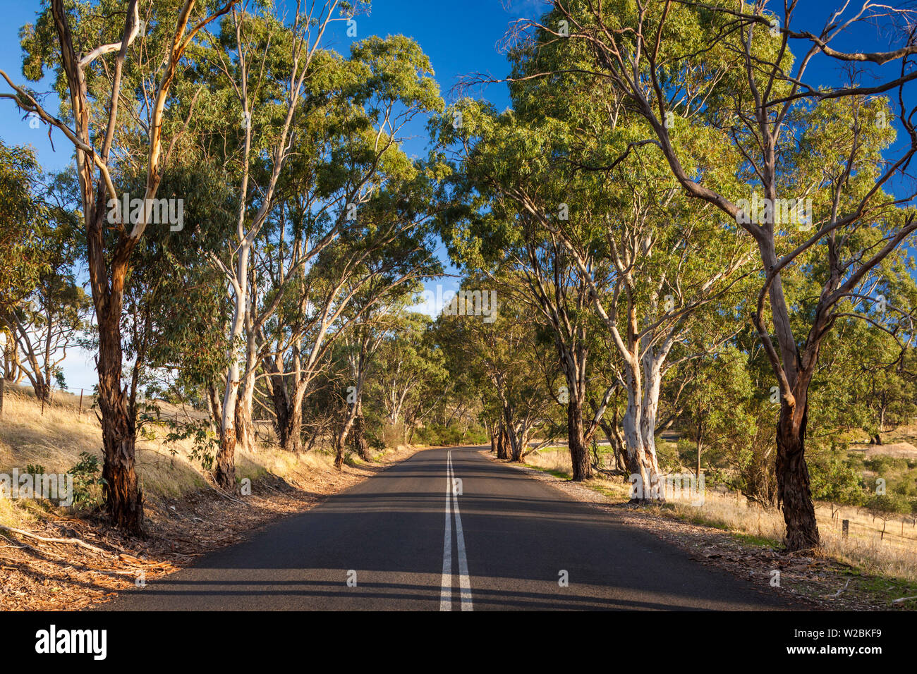 Tanunda south australia hi-res stock photography and images - Alamy