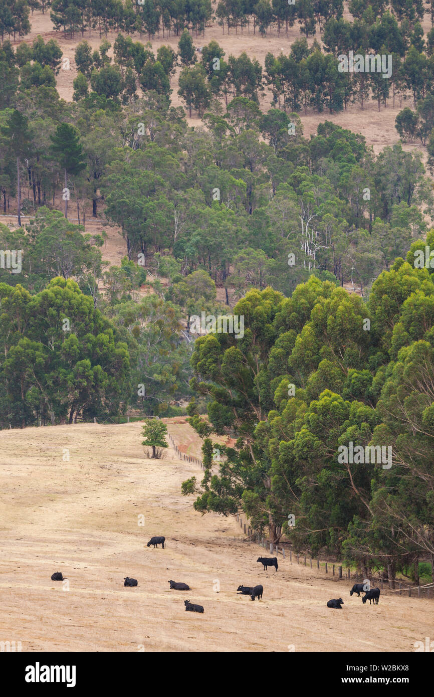 Australian landscape trees hi-res stock photography and images - Alamy