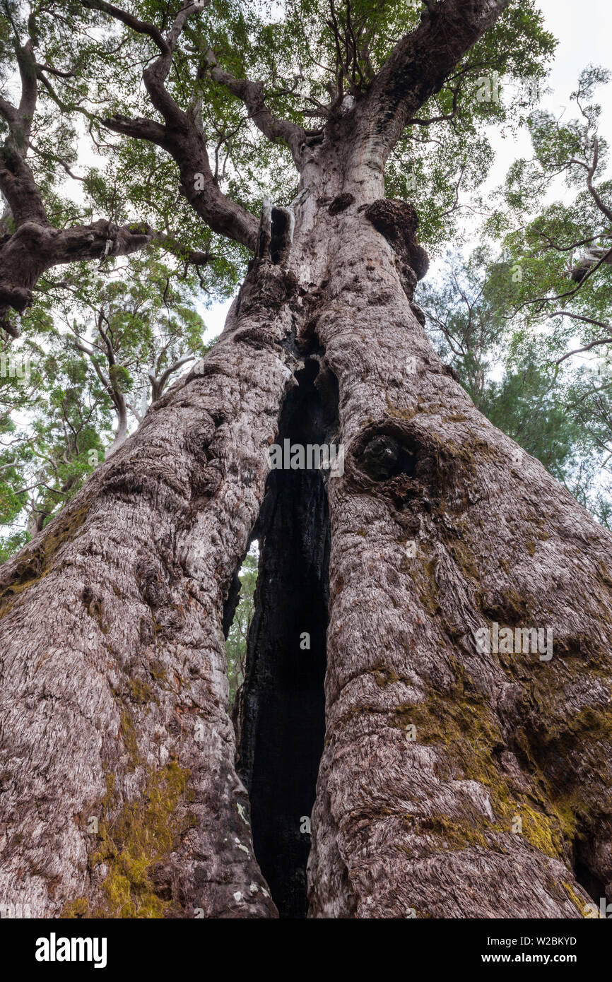 Tingle tree and australia hi-res stock photography and images - Alamy