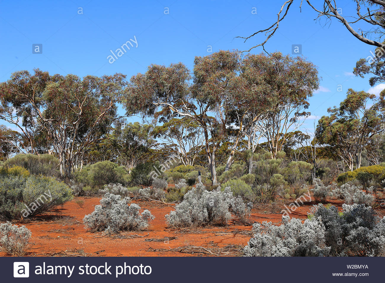 Australian Goldfields High Resolution Stock Photography and Images - Alamy