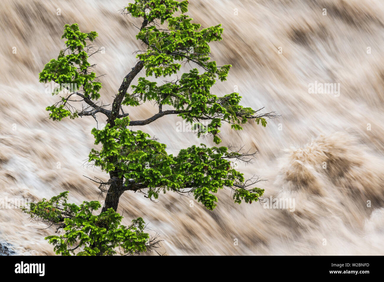 Canada alberta tree hi-res stock photography and images - Alamy