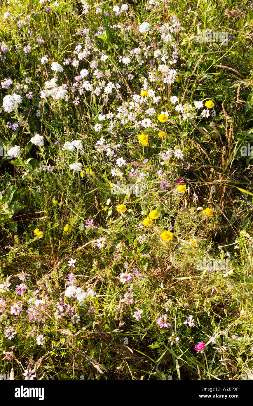 Wild flowers and grasses in the field. Summer, June. Everything blooms ...