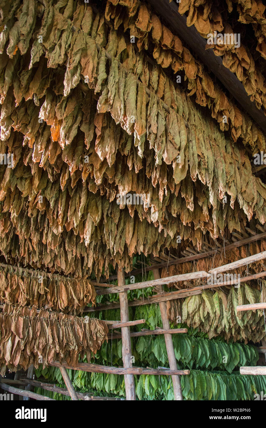 Drying house at the Alejandro Robaina Tobacco Plantation, Pinar del Rio ...