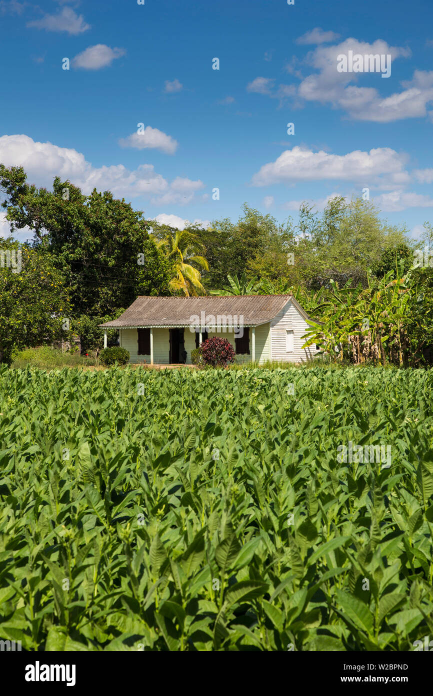 Cuba Plantation High Resolution Stock Photography and Images - Alamy