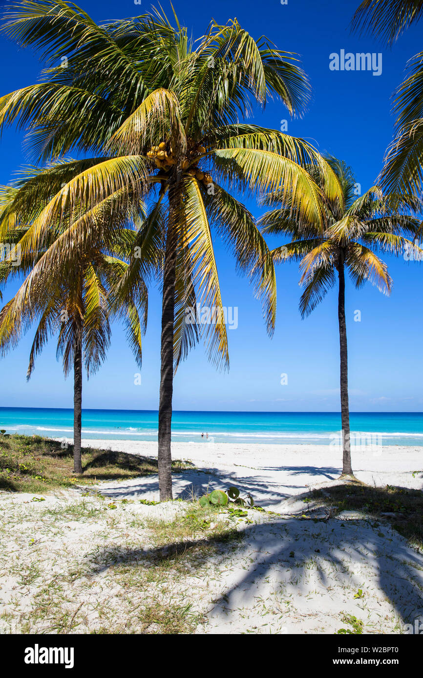 Cuba, Varadero, Palm trees on Varadero beach Stock Photo - Alamy